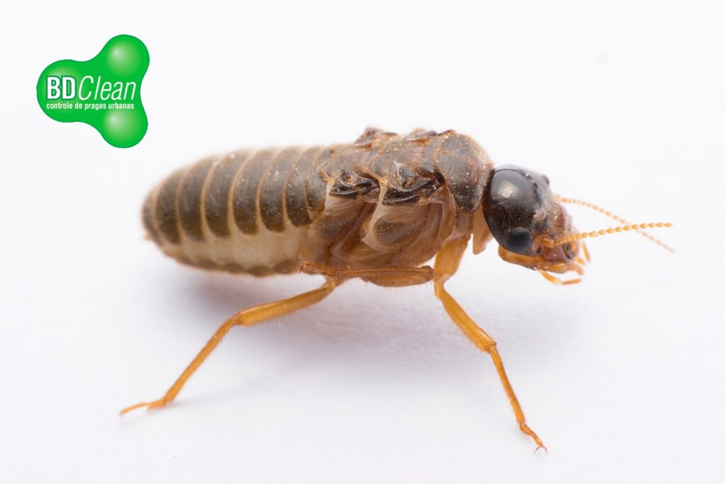 Curiosidades sobre cupins: o que você precisa saber