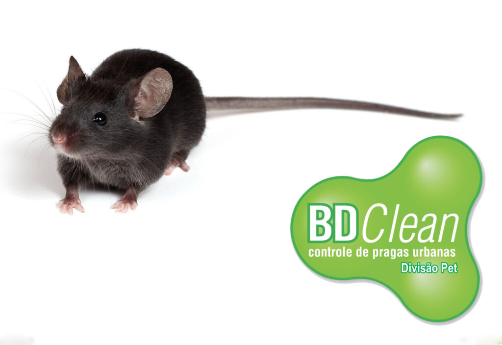 32 Curiosidades sobre os ratos